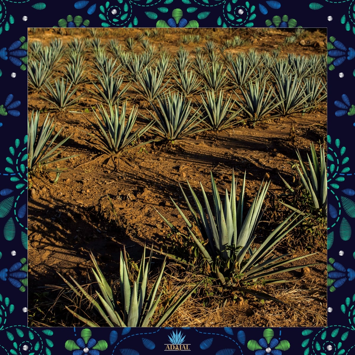 Beneficios - Adajal invierte en agave azul tequilana weberr